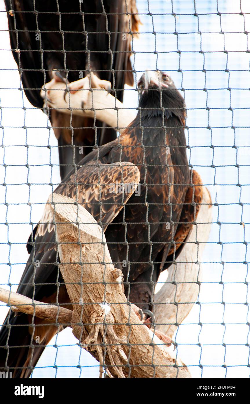 Rescued Wedge Tailed Eagles - Australia Stock Photo - Alamy