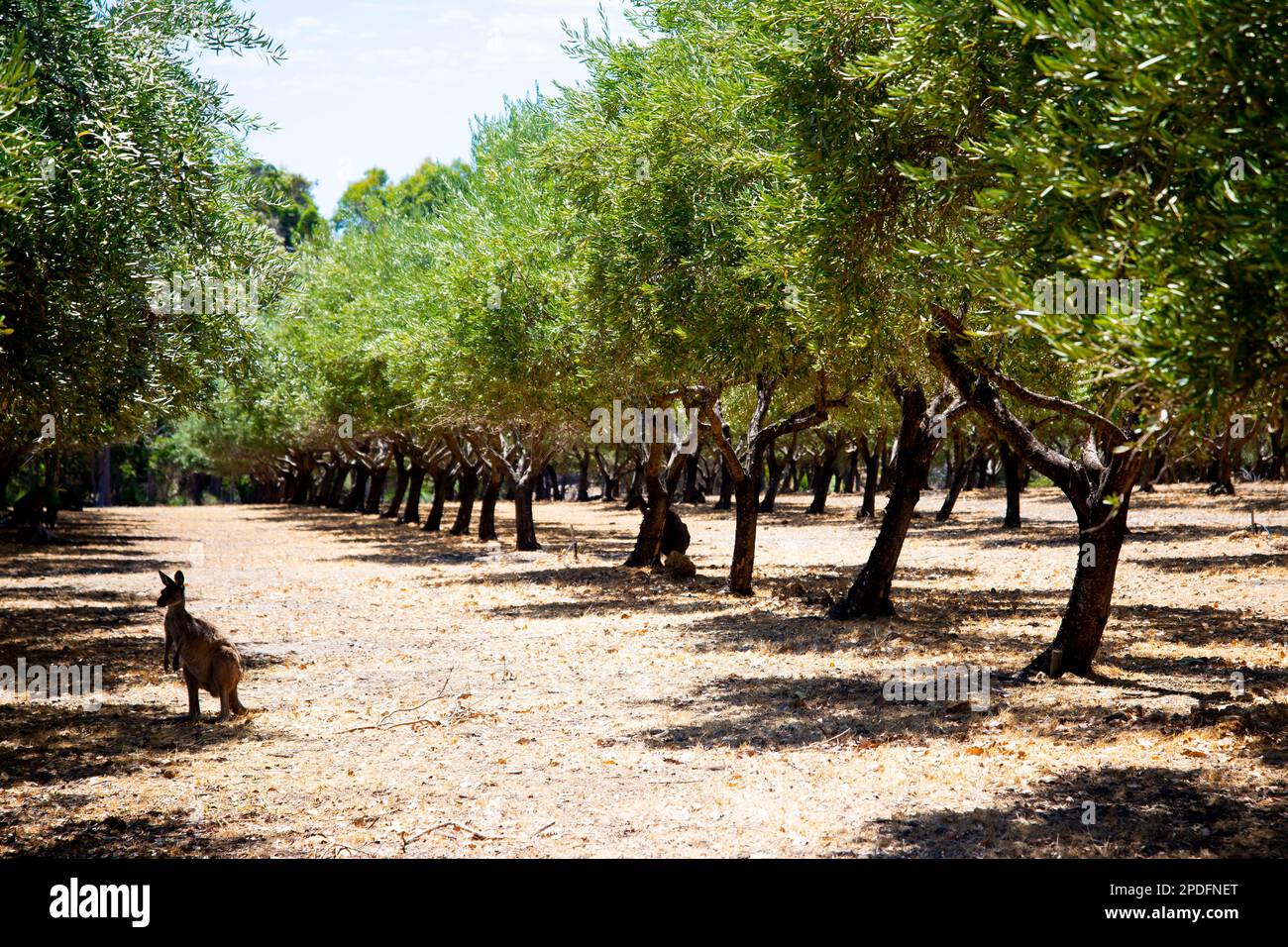 Olive Groves - Western Australia Stock Photo - Alamy