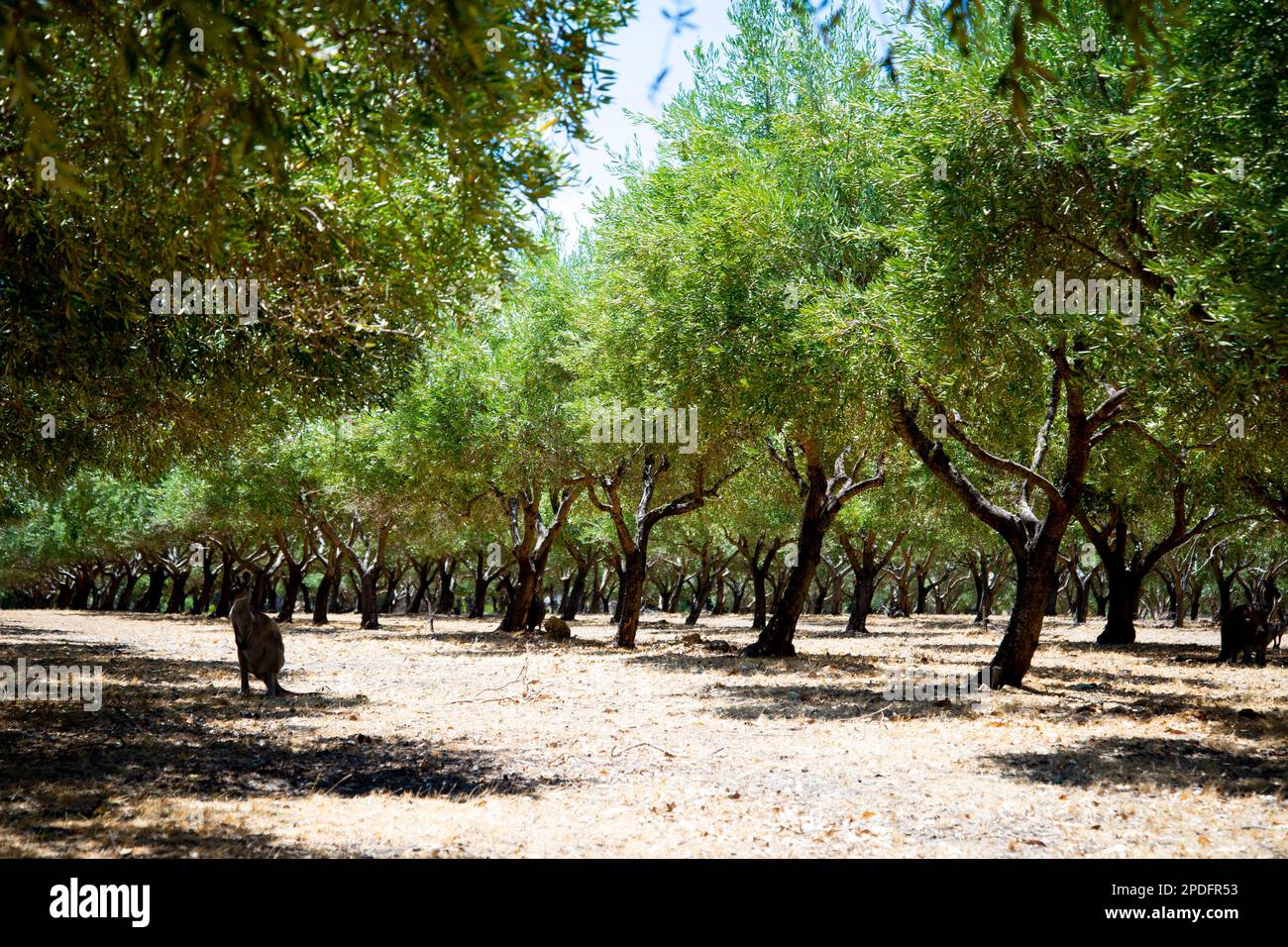 Olive Groves - Western Australia Stock Photo - Alamy