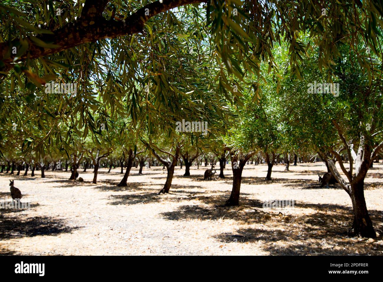 Olive grove plantation hi-res stock photography and images - Alamy