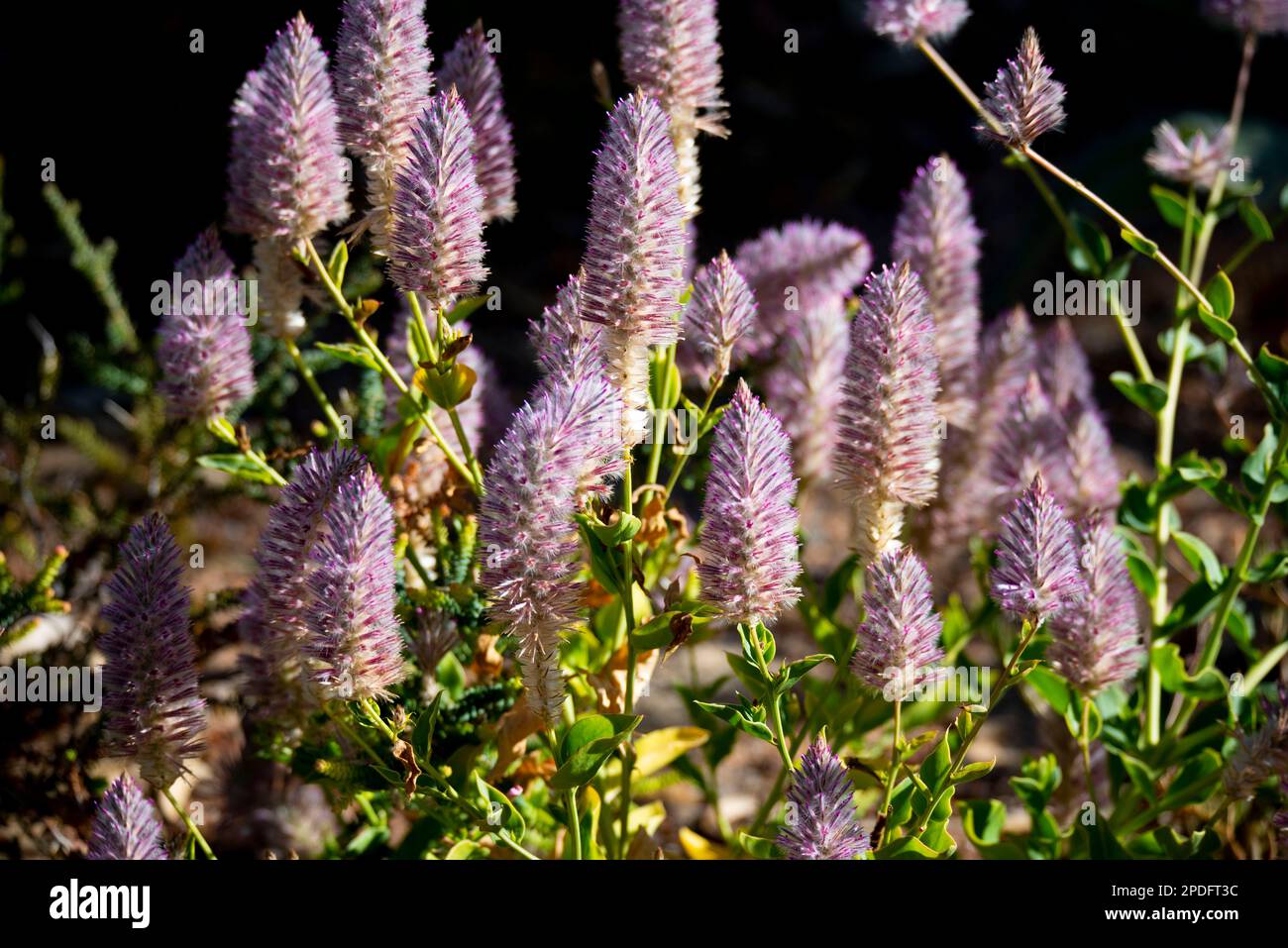 Mulla mulla flower hi-res stock photography and images - Alamy