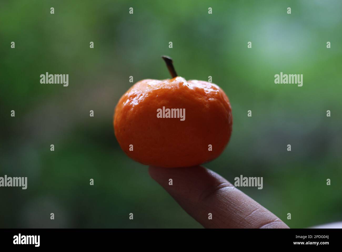 a close up of mini citrus fruits placed on fingertips with trees in the ...