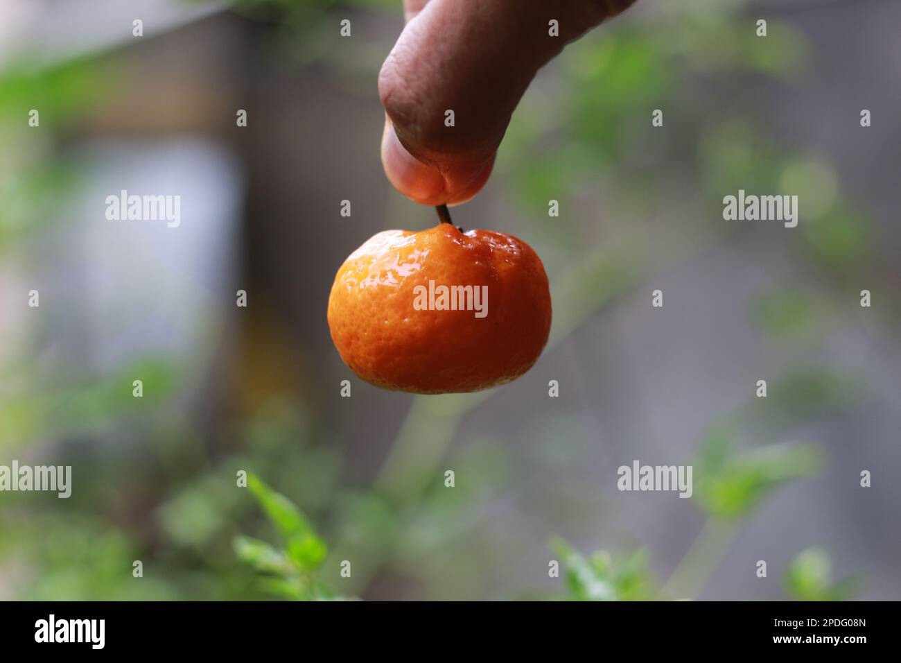 a close up of hand-held miniature citrus fruits with trees in the ...
