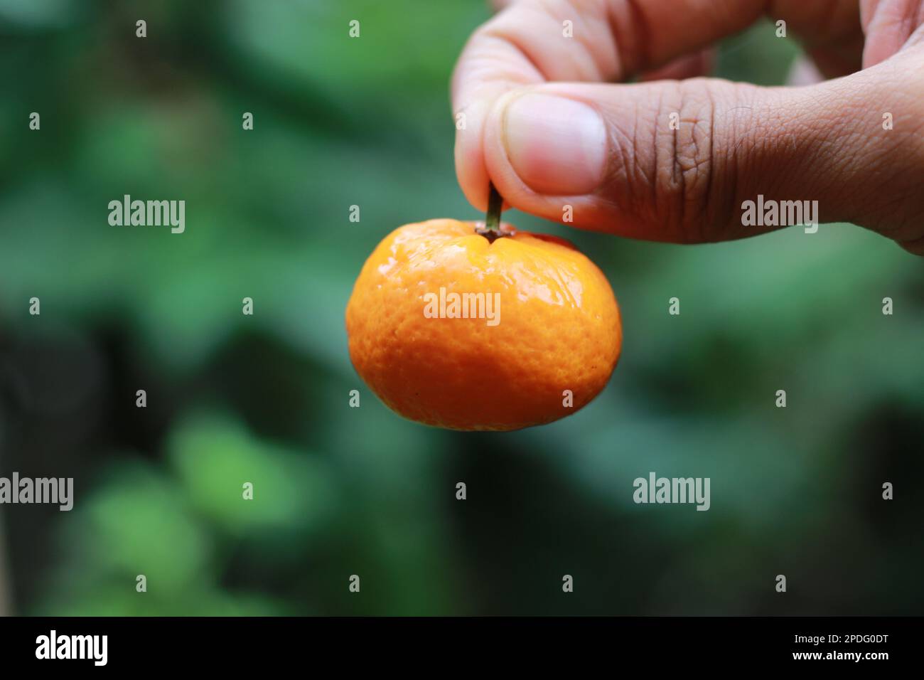 a close up of hand-held miniature citrus fruits with trees in the ...