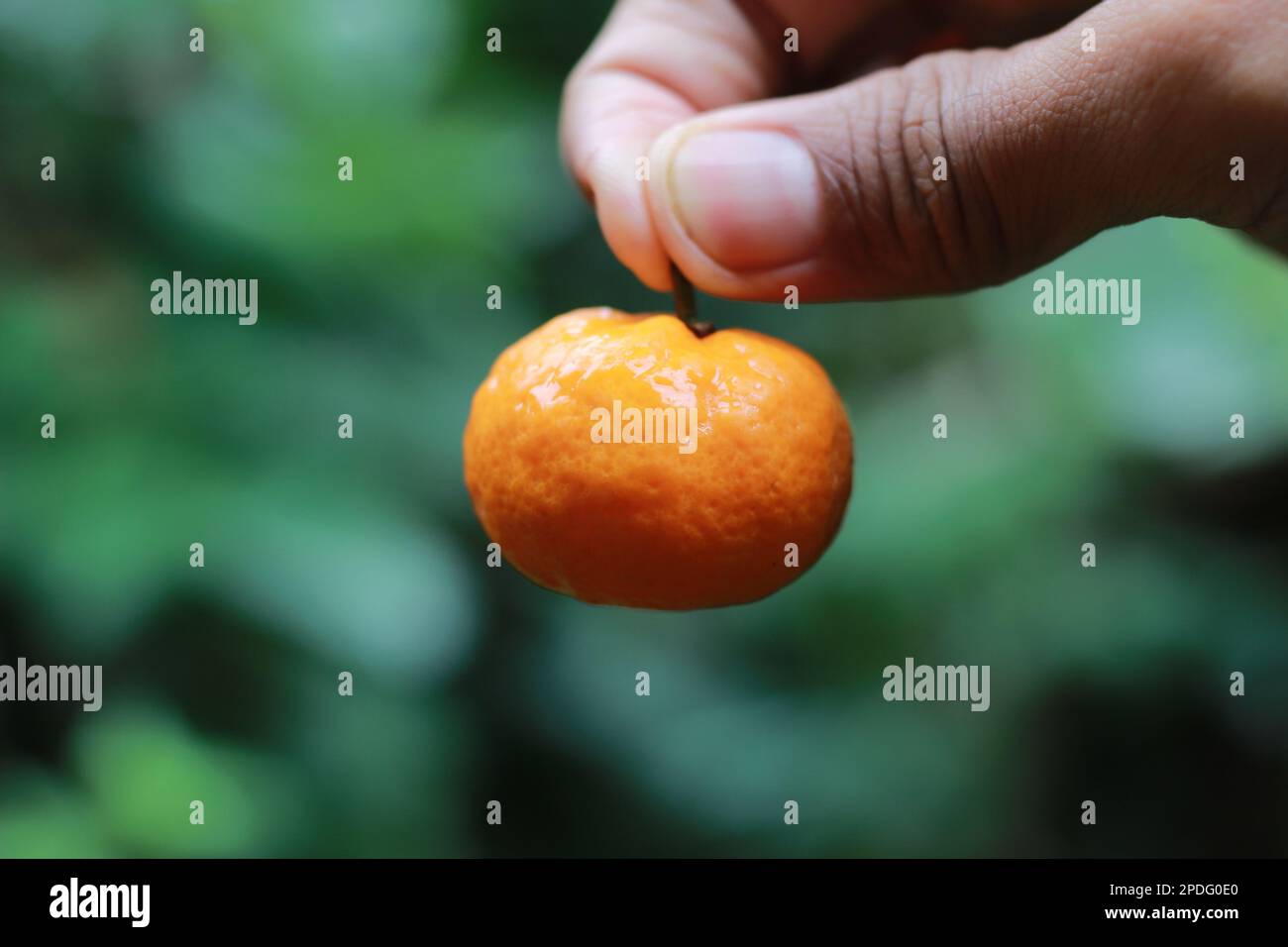 a close up of hand-held miniature citrus fruits with trees in the ...