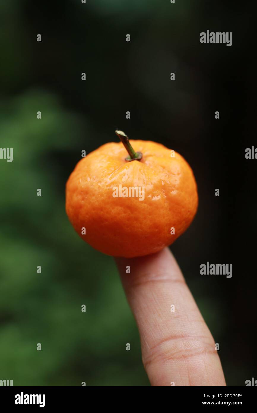a close up of mini citrus fruits placed on fingertips with trees in the ...