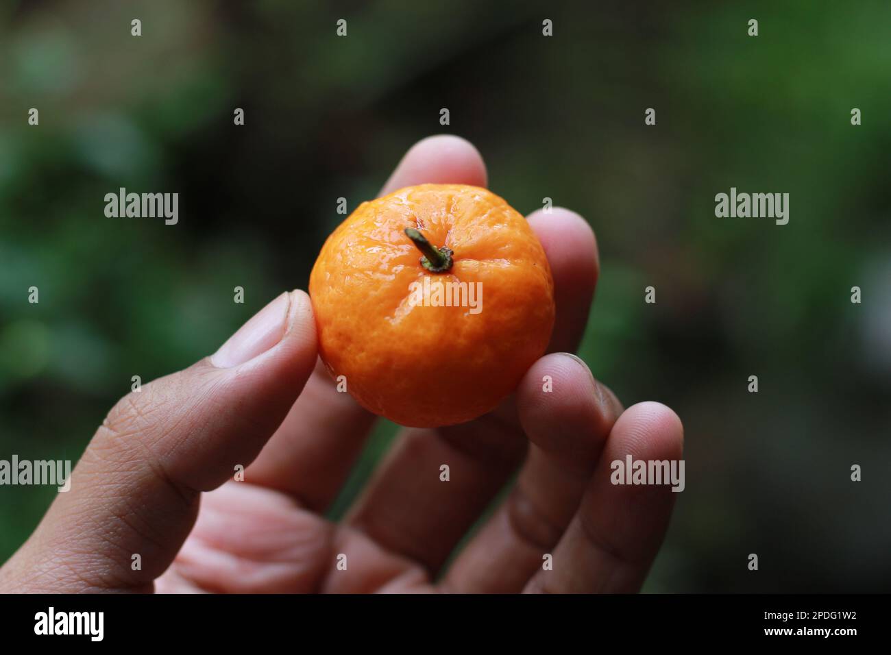 a close up of hand-held miniature citrus fruits with trees in the ...