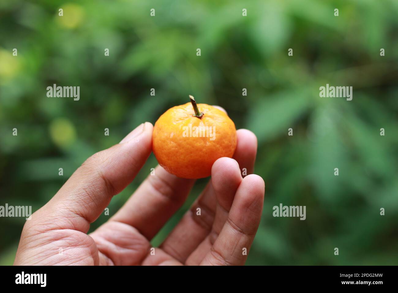 a close up of hand-held miniature citrus fruits with trees in the ...
