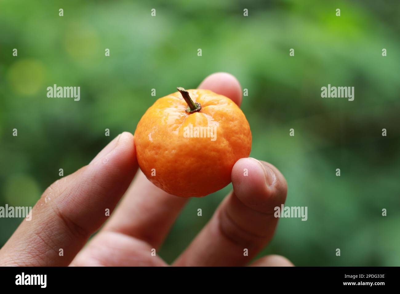 a close up of hand-held miniature citrus fruits with trees in the ...
