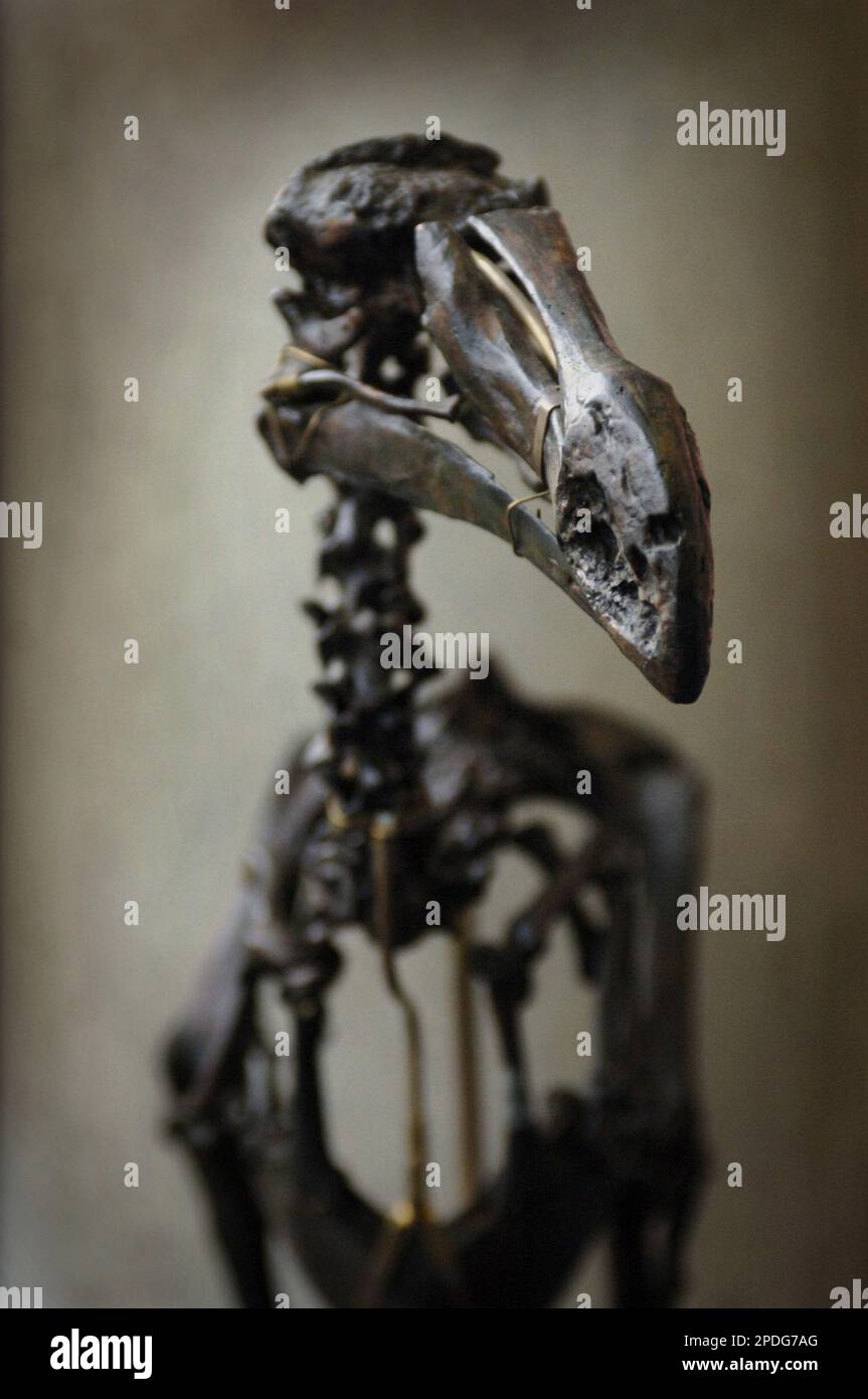 A replica of a Dodo skeleton at the Naturalis Museum in Leiden, the ...