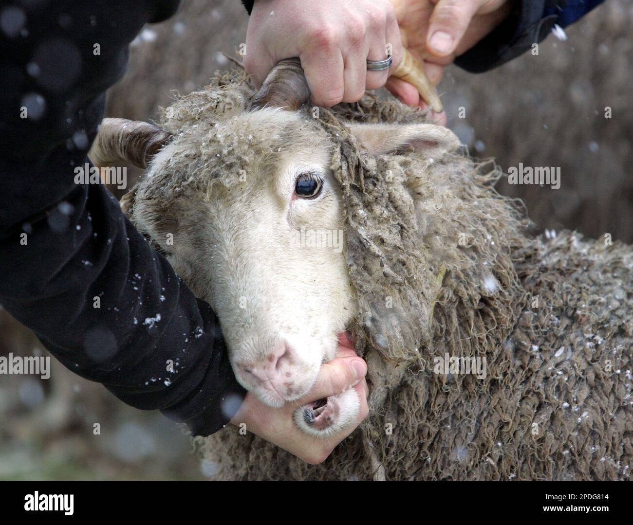 A soldier is directed on how to pull a sheep down by putting his thumb ...