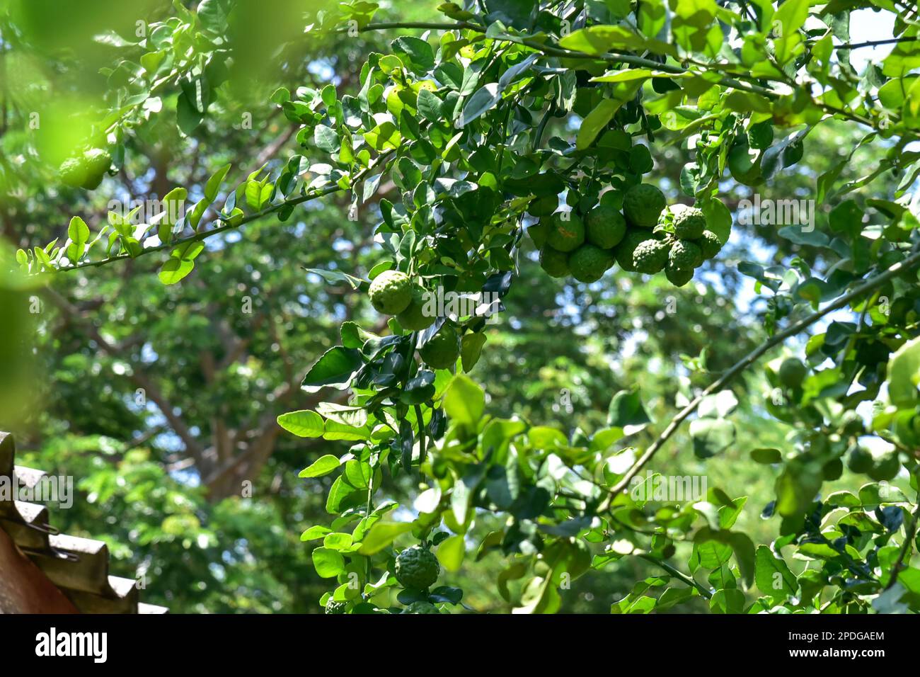 Closeup bergamot on tree hi-res stock photography and images - Alamy
