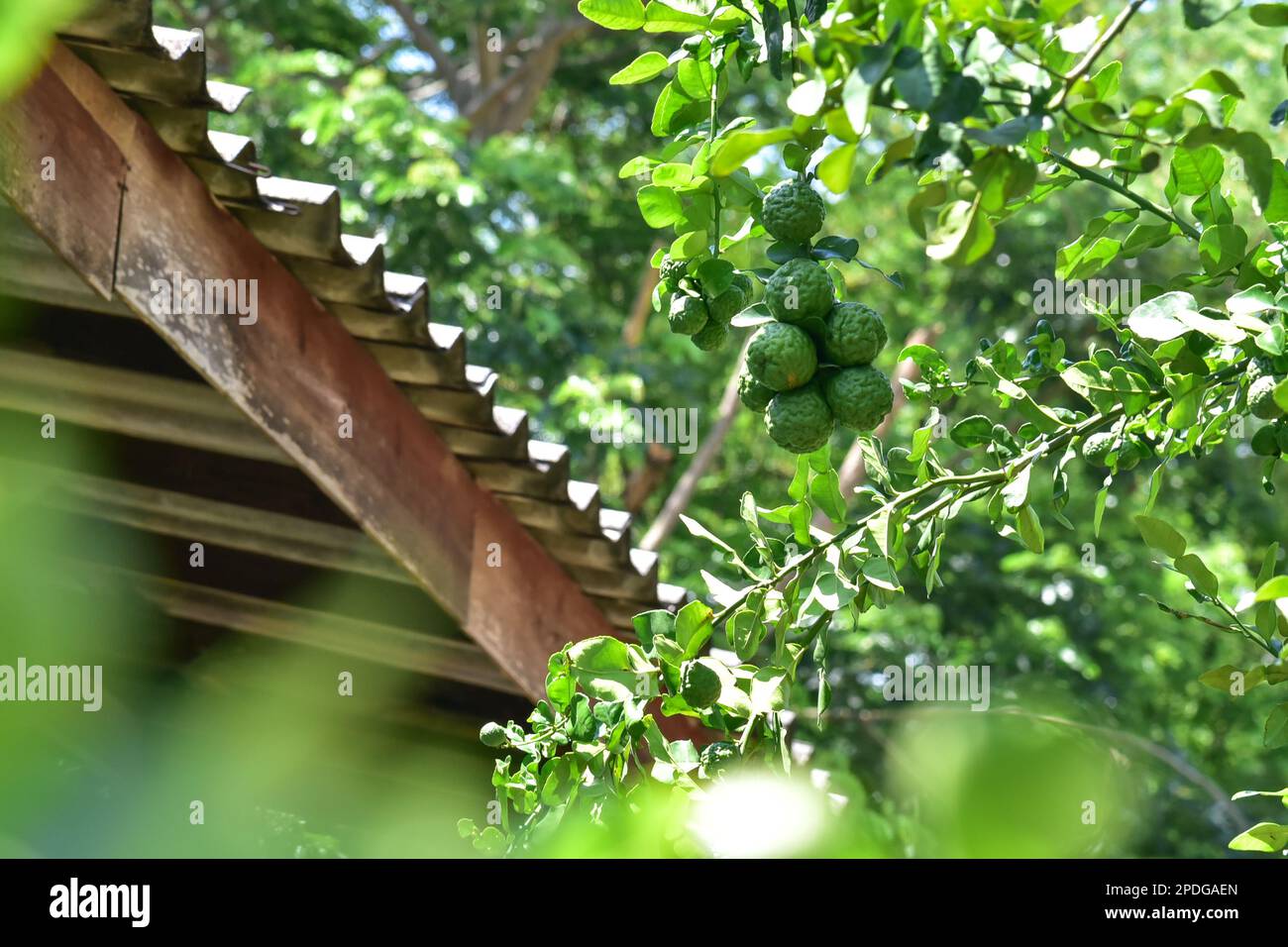 Bergamot tree hi-res stock photography and images - Alamy