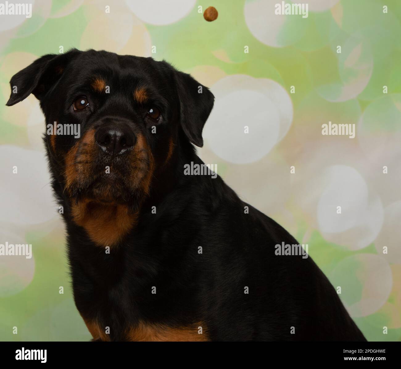 cute black and brown rottweiler puppy dog watching a treat portrait ...