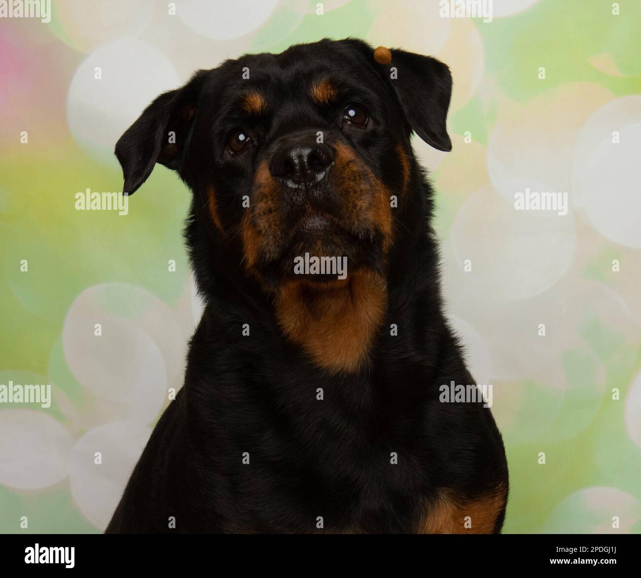 cute black and brown rottweiler puppy dog watching a treat Stock Photo ...