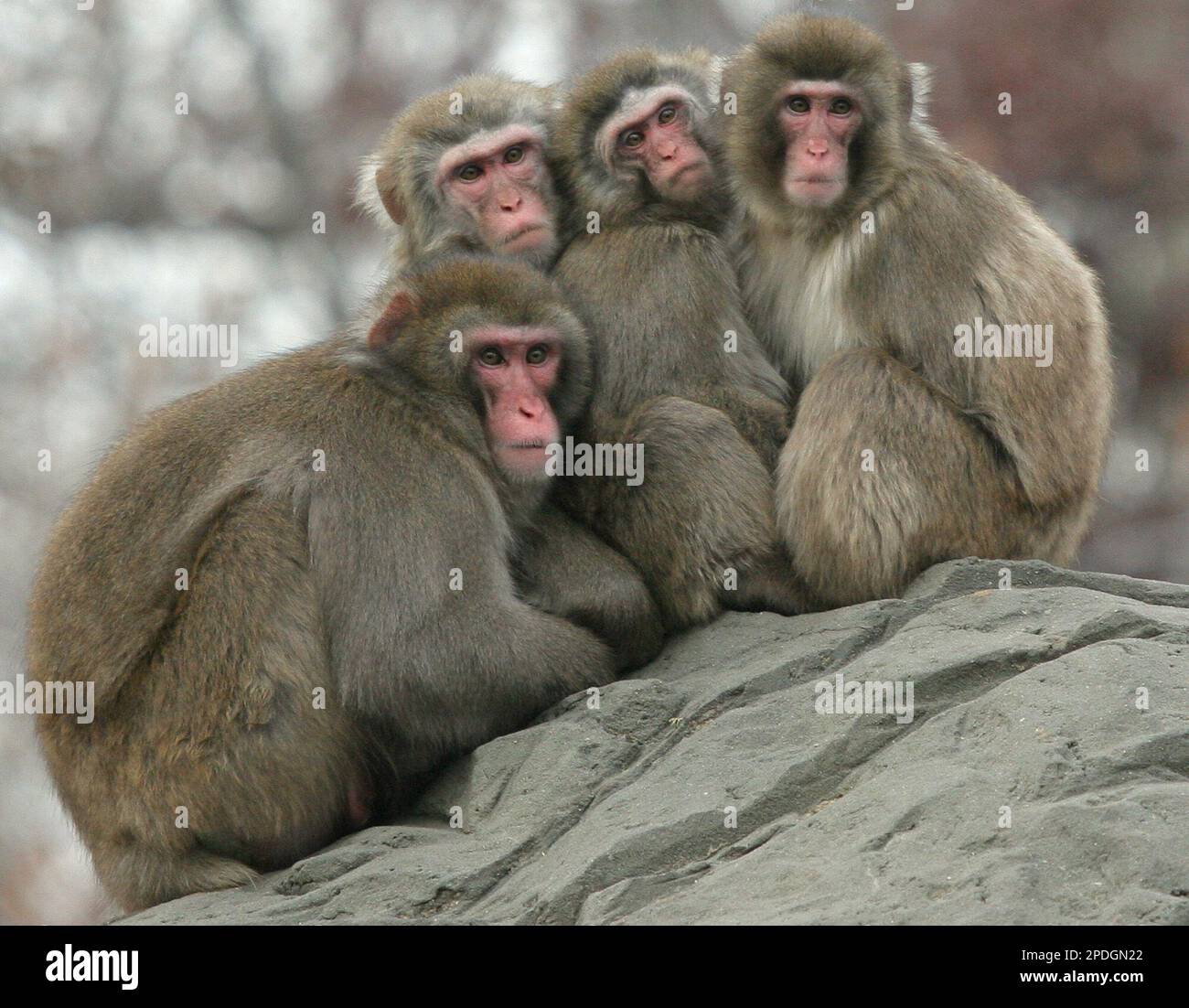 Four snow monkeys huddle together on a cold winter day, Thursday, Dec ...
