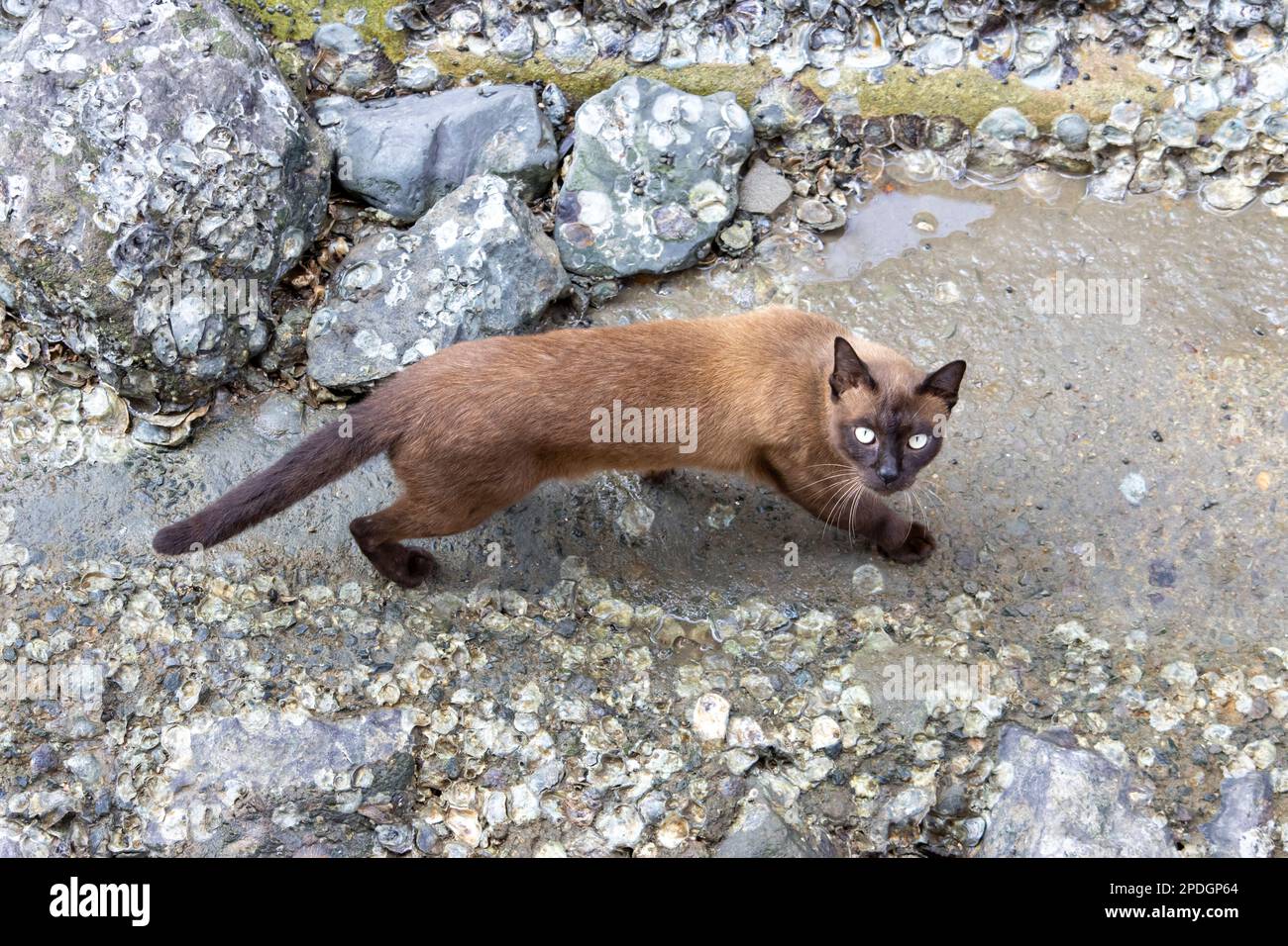 A brown Siamese cat walks along a rocky shore and looks into camera ...