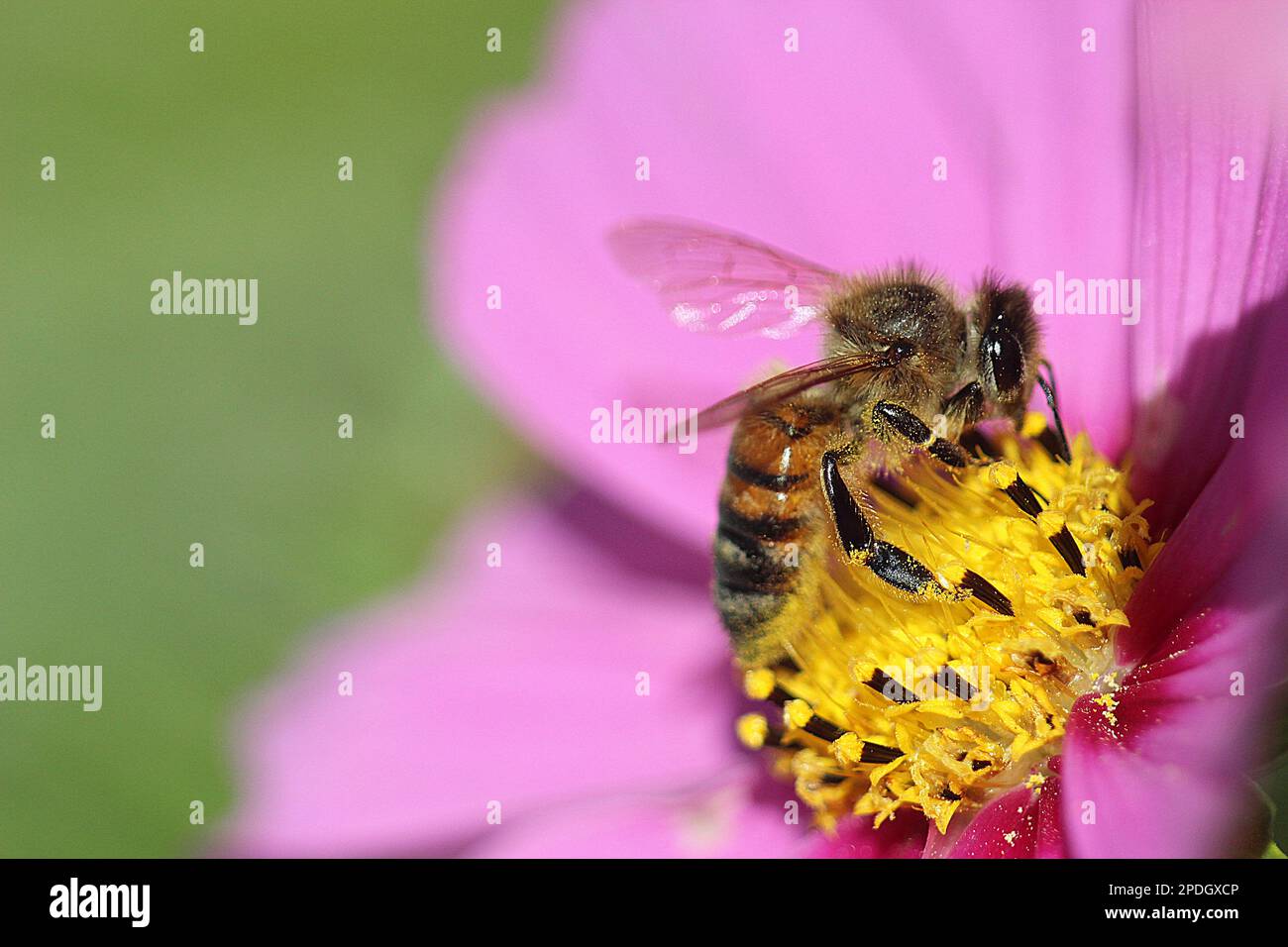 Honey bees (Apis sp.) and wool carder bees (Acanthidium sp.) clooecting ...