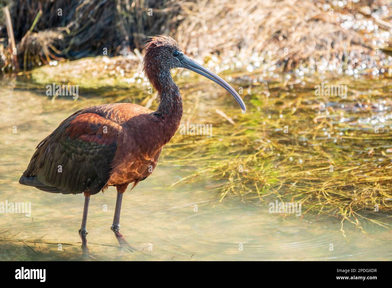 The glossy ibis, latin name Plegadis falcinellus, searching for food in ...