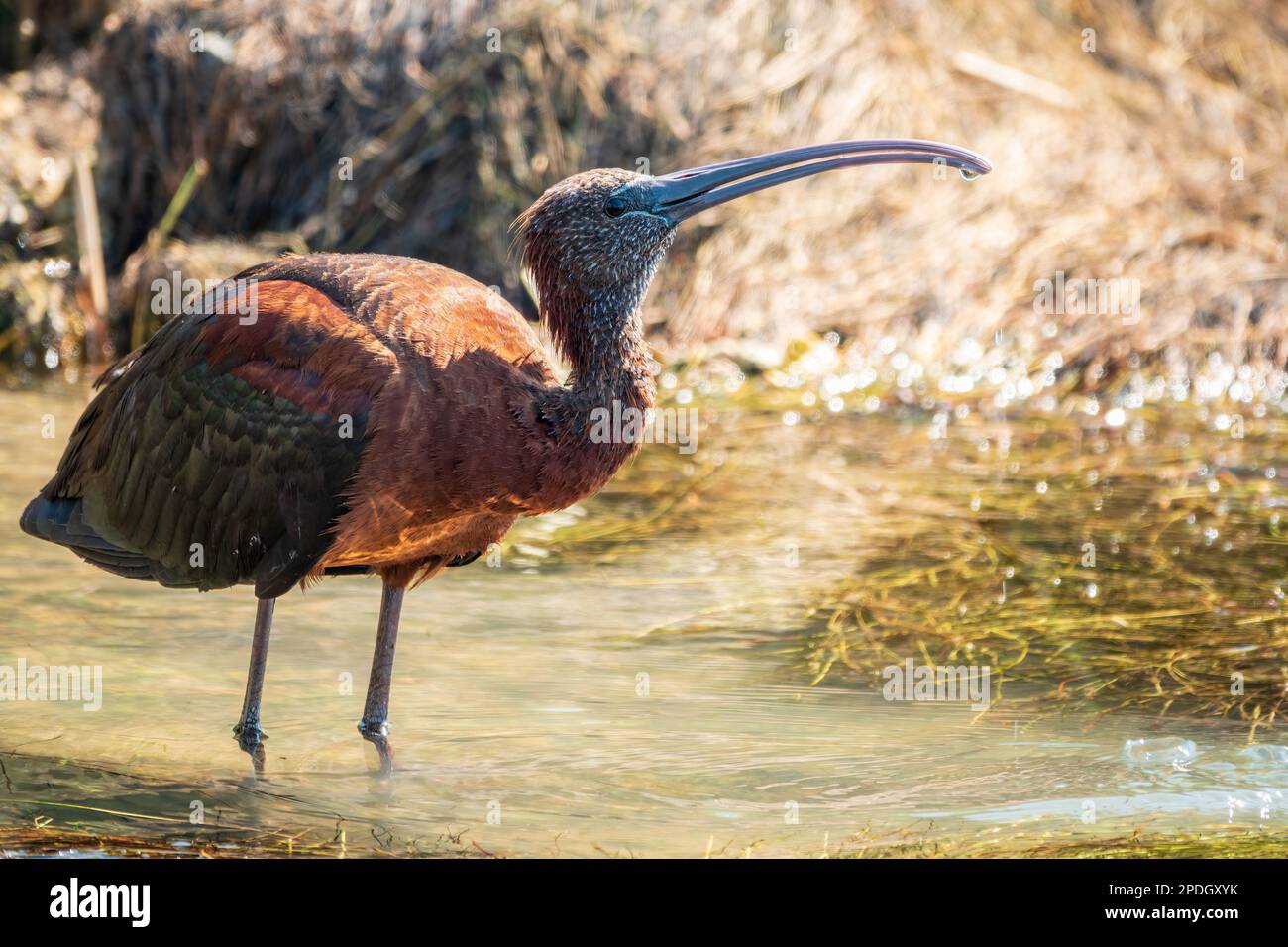 The glossy ibis, latin name Plegadis falcinellus, searching for food in ...