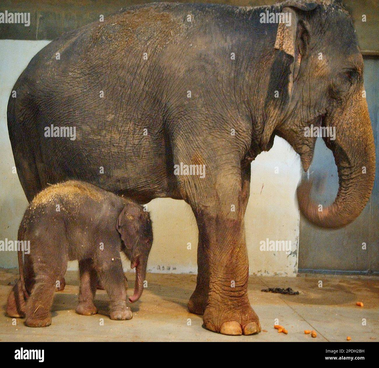 Tamar, a 21-year-old Asiatic elephant born in captivity, stands next to ...