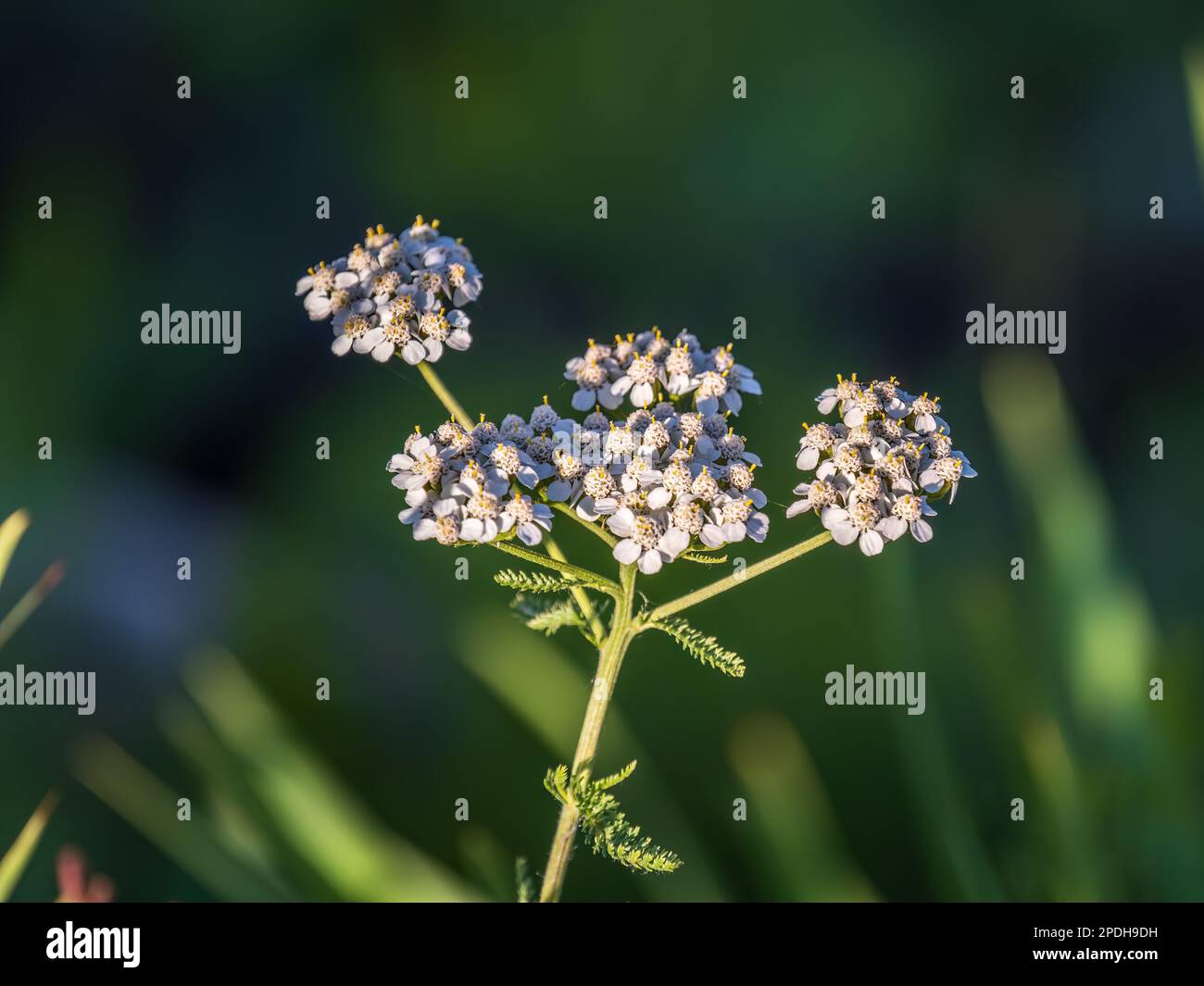 Dainty purple and white flowers of Lobularia maritima Alyssum maritimum ...