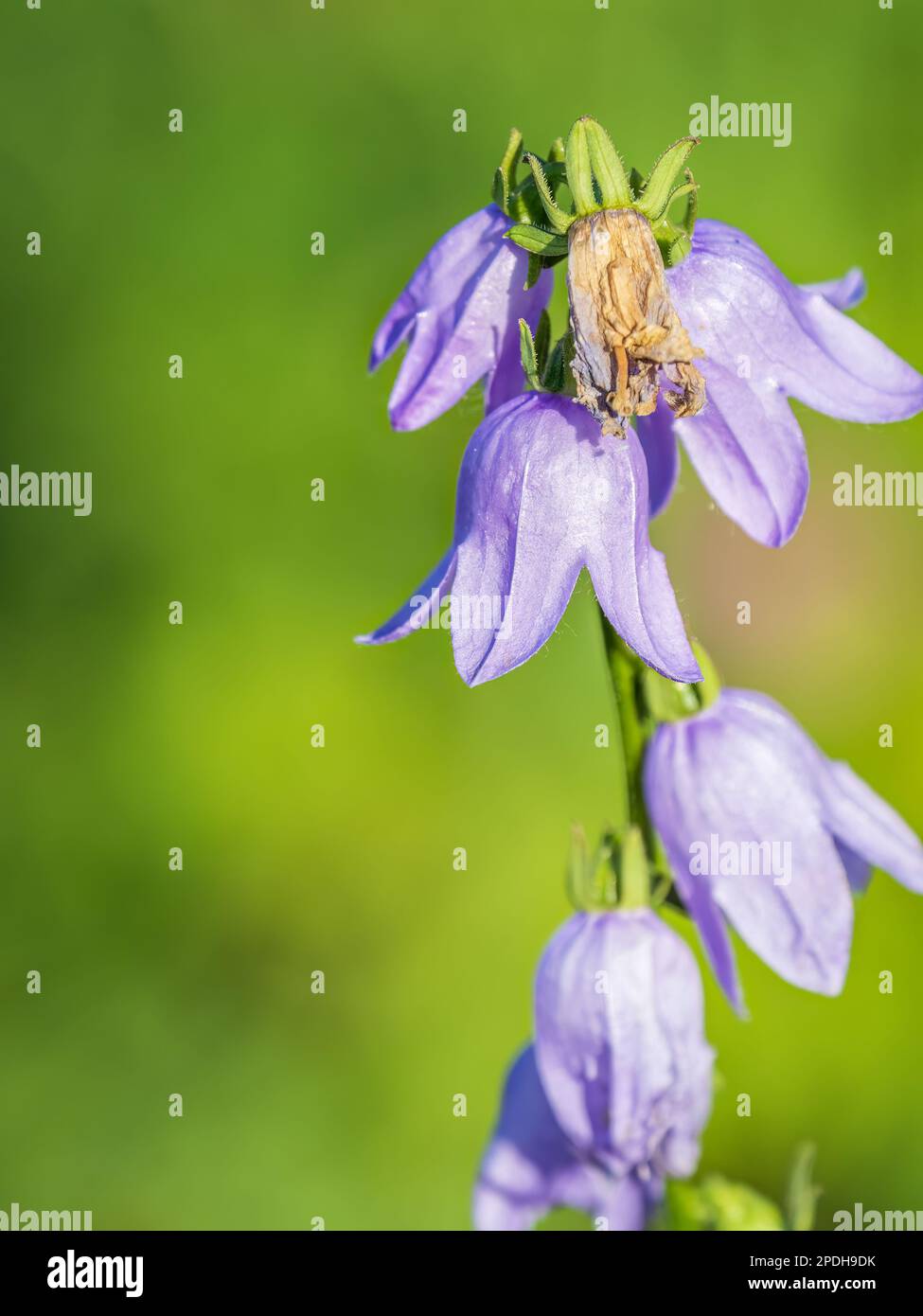 Campanula rapunculoides, creeping bellflower, or rampion bellflower, is ...