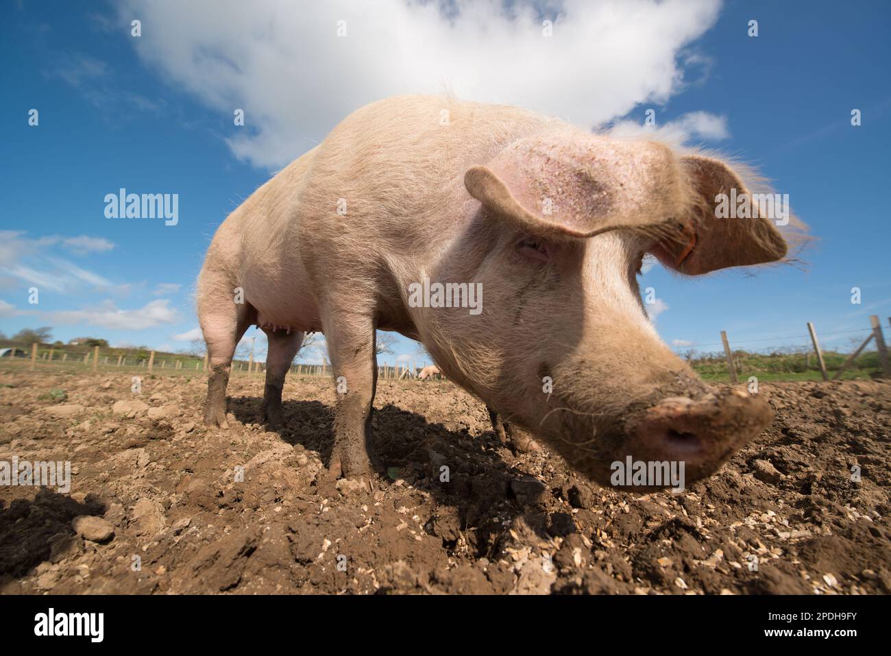 Pig in a field Stock Photo - Alamy