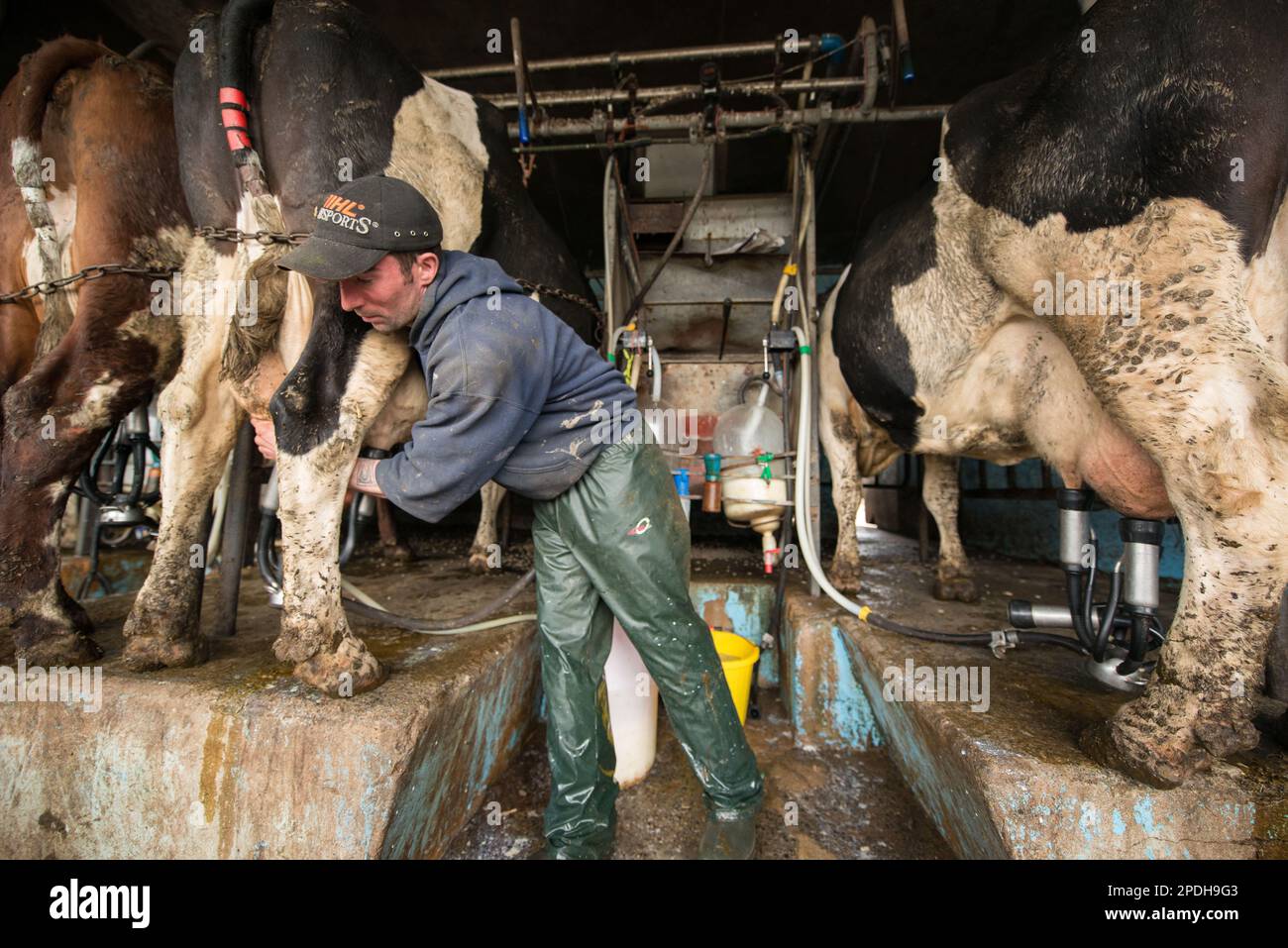 Dairy cows being milked Stock Photo - Alamy