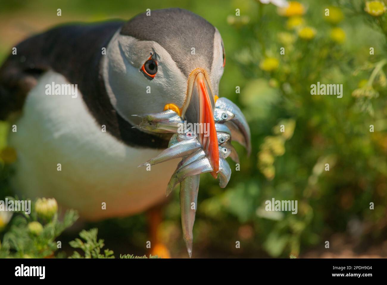 Atlantic puffin with beakful of fish Stock Photo - Alamy
