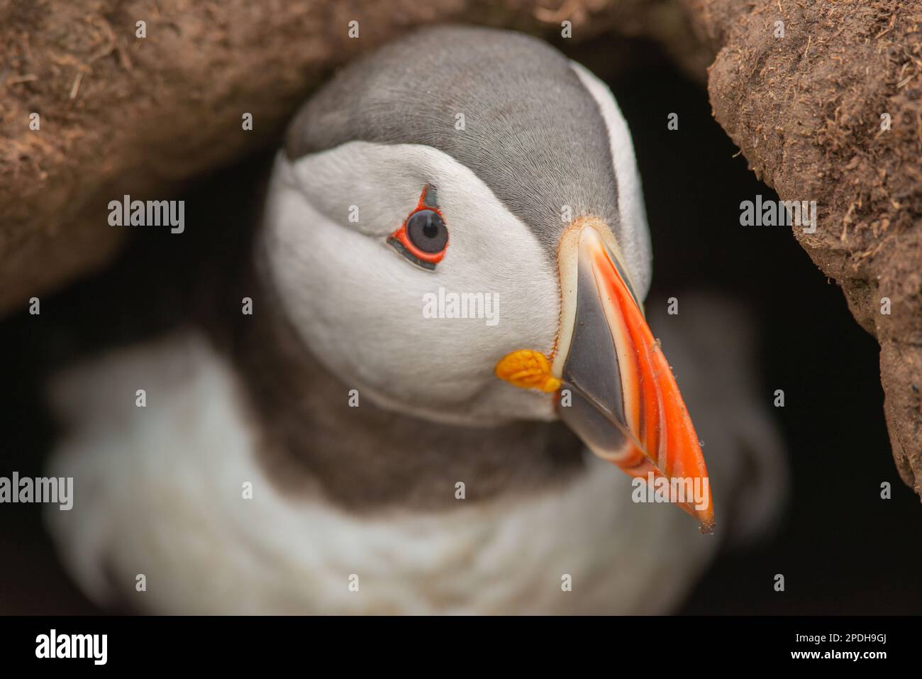 Atlantic puffin at the entrance to a burrow Stock Photo - Alamy