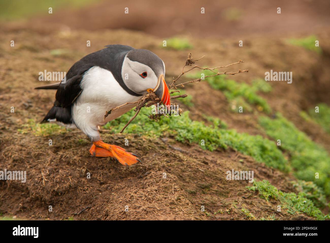 Atlantic puffin carrying nesting materials Stock Photo - Alamy