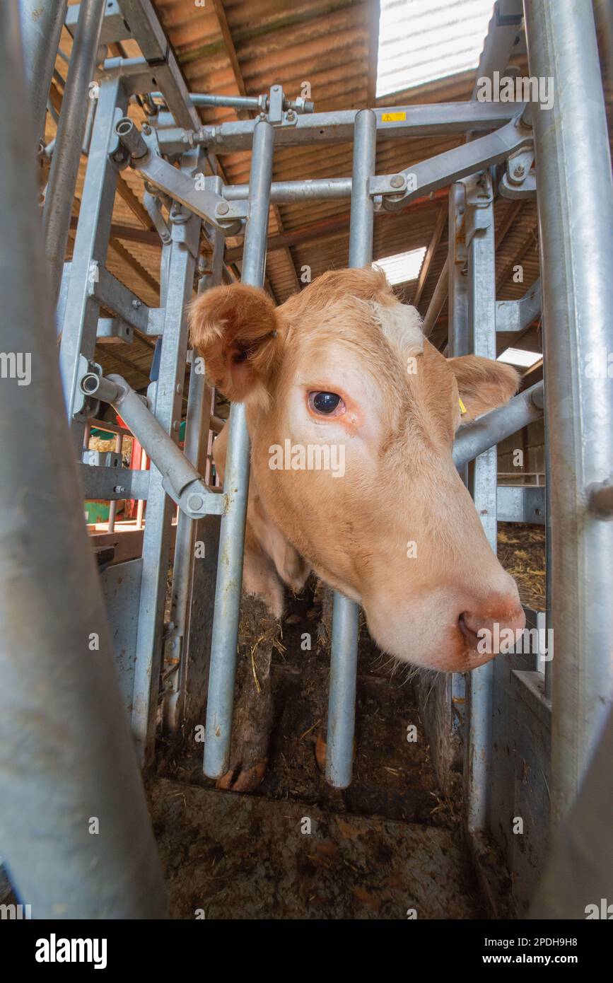 Cow in a cattle crush Stock Photo - Alamy