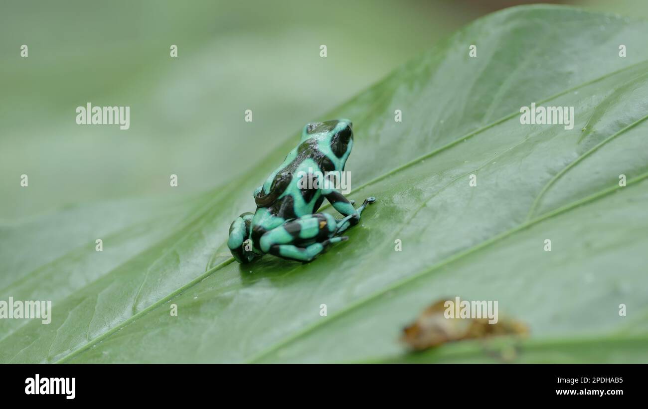 green and black poison dart frog with a tadpole on her back at costa ...