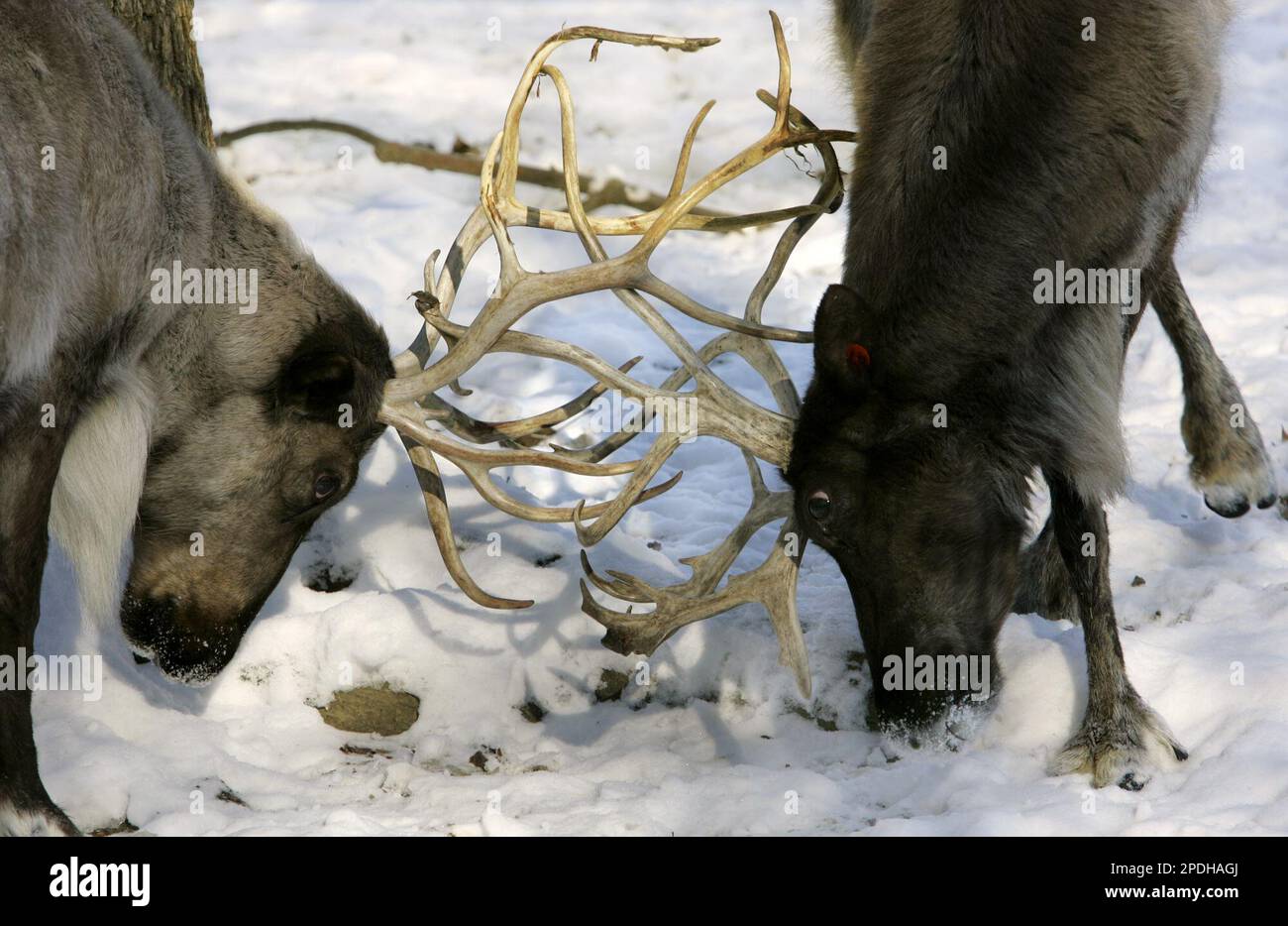 Two reindeer entangle their antlers as they butt heads at the snowy ...