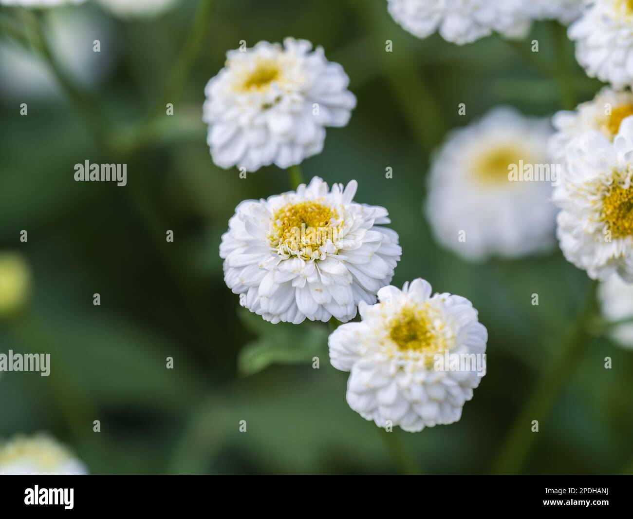 Colourful Feverfew Flowers, Tanacetum parthenium. Beautiful white and ...