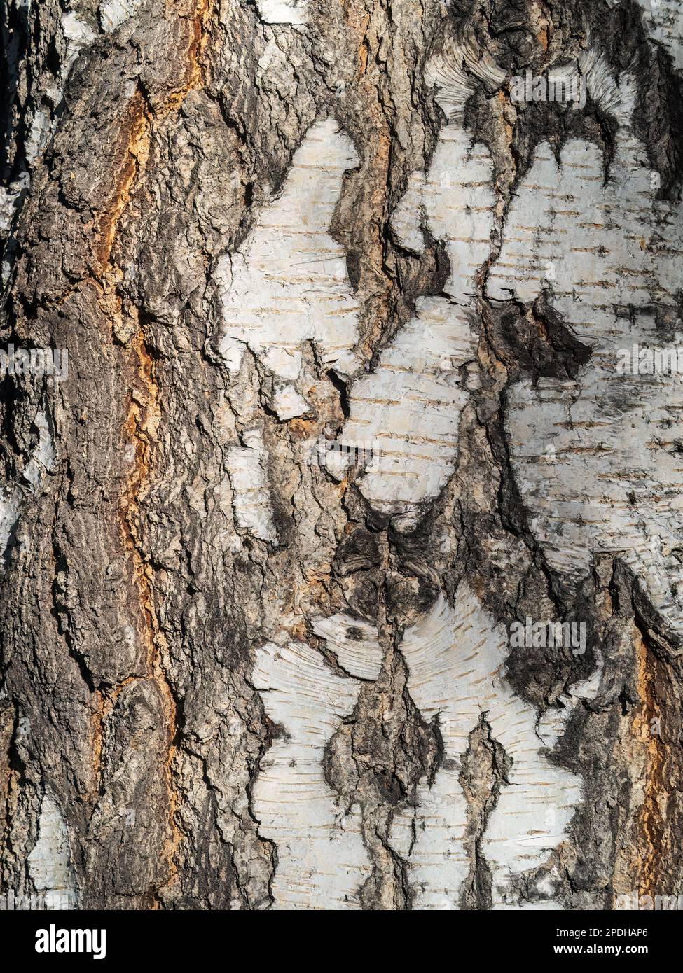 The texture of the birch bark. Birch bark background Stock Photo - Alamy