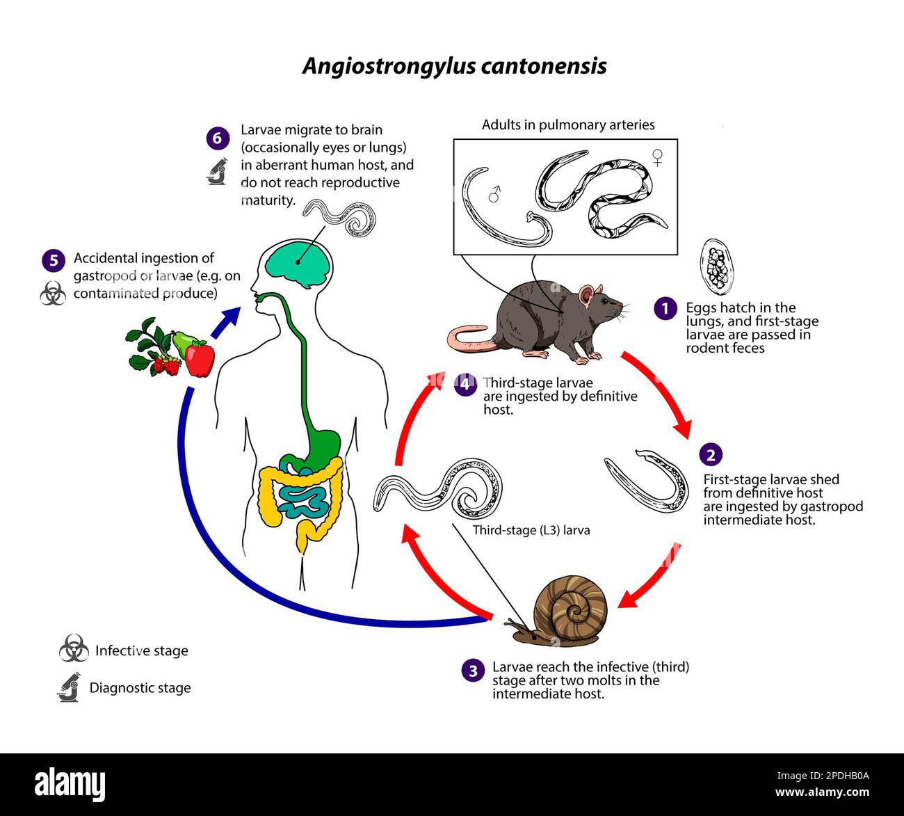 Rat lungworm life cycle, illustration Stock Photo - Alamy