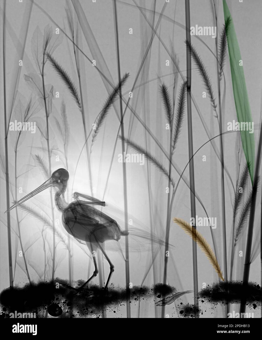 Common snipe, X-ray Stock Photo - Alamy