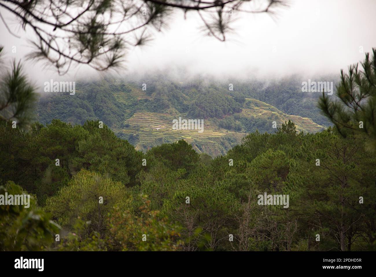Panoramic view over the wooded valley covered with hazy clouds in ...