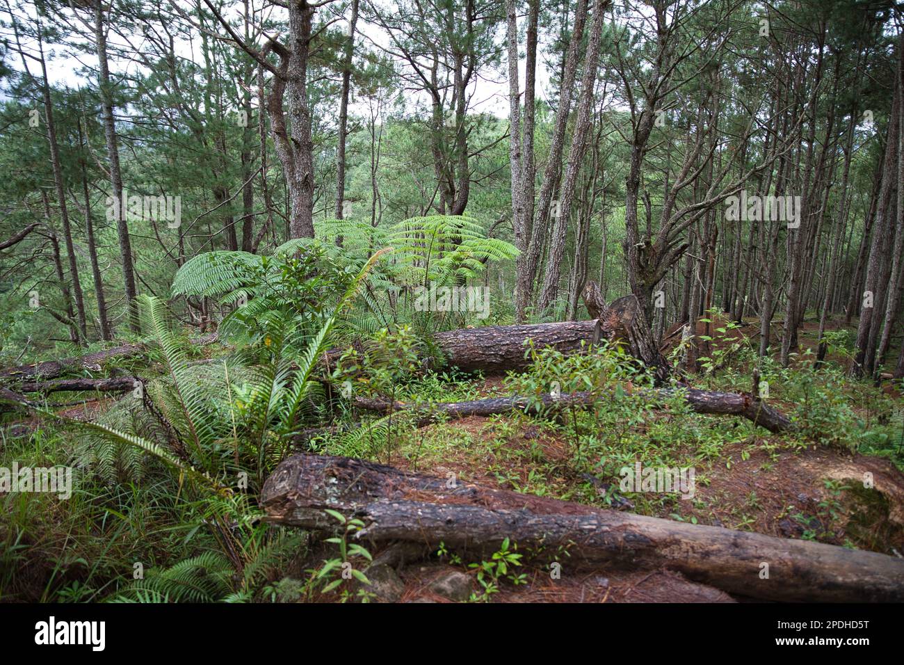 The Sagada pine forest in the Philippines with logs on the forest floor ...
