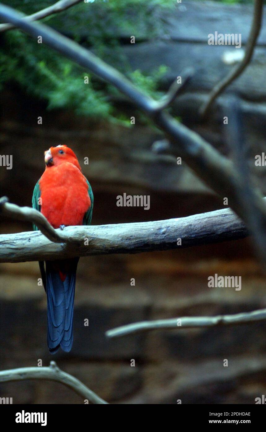 An Eastern rosella parrot perchs at the new "Animal Planet Australia ...