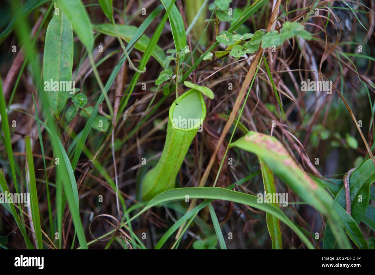 Close-up of carnivorous pitcher plant Nepenthes mirabilis around it ...
