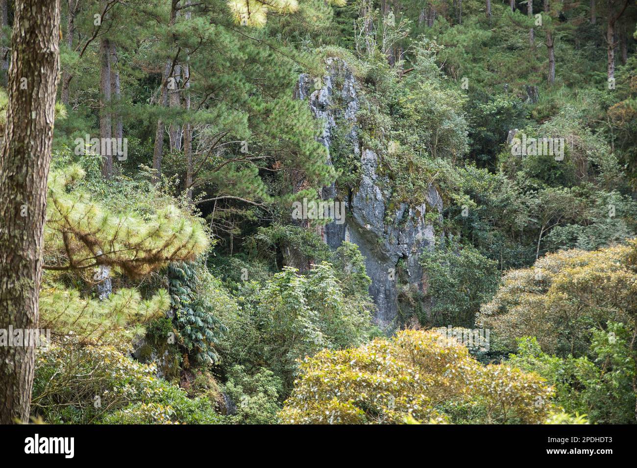 Sagada forest hi-res stock photography and images - Alamy