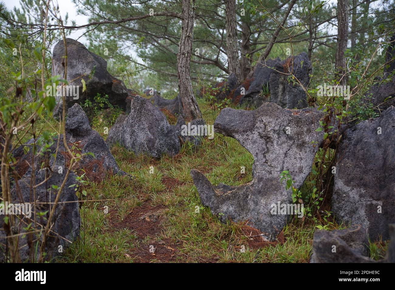 Philippine pine tree hi-res stock photography and images - Alamy