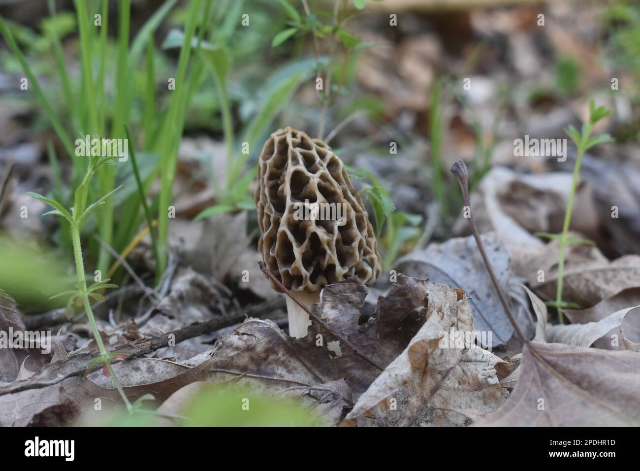 A morel mushroom, Morchella, grows on a leaf-covered forest floor in ...