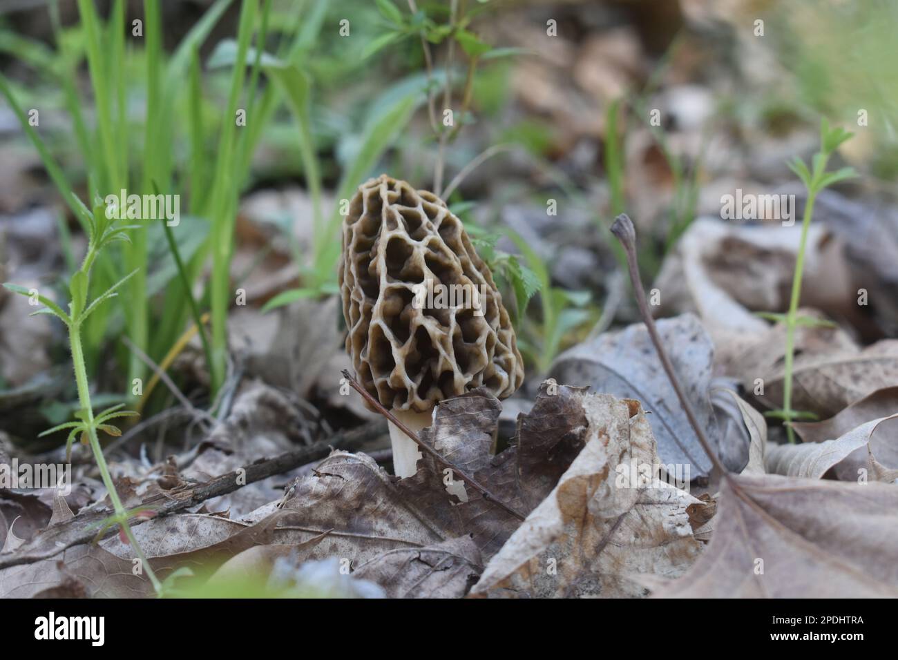 A morel mushroom, Morchella, grows on a leaf-covered forest floor in ...