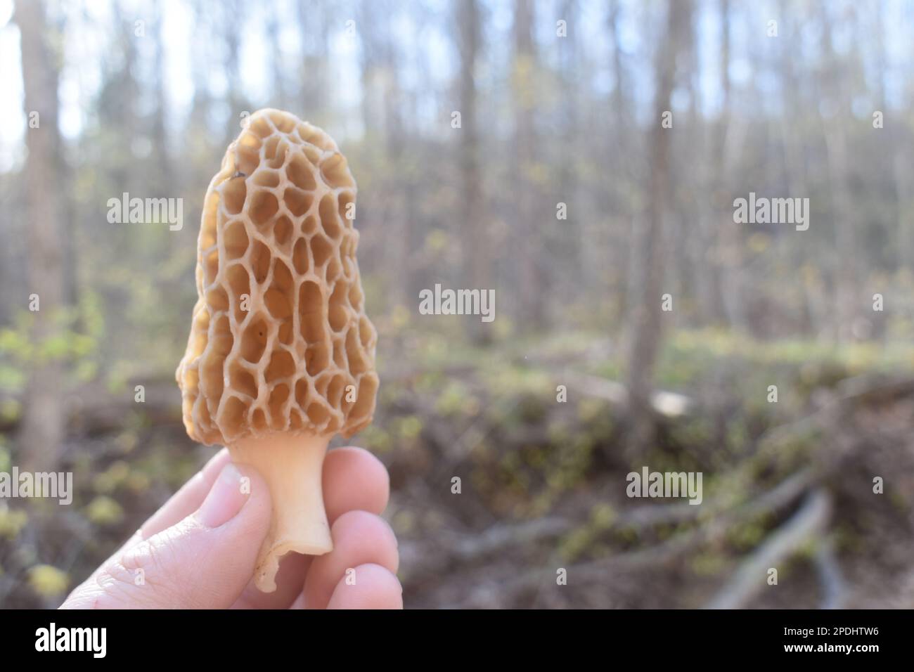 Morchella fungi hi-res stock photography and images - Alamy