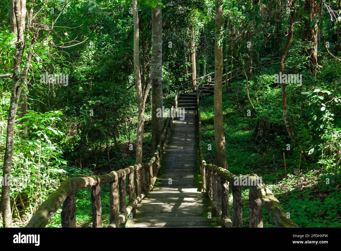Wooden path walk through green tropical forest. Walk path near Bua Tong ...