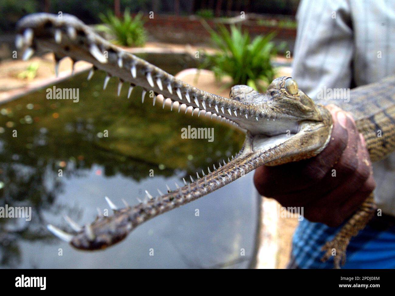 Baby Gharial Crocodile